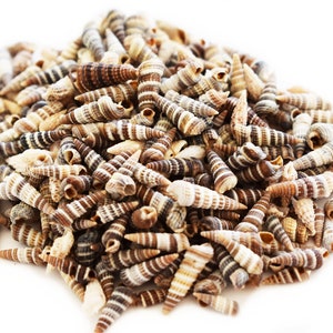4 Oz (about 1 Cup) Tiny Rhinoclavis (little Unicorn Horns) Shells (1/2 ...