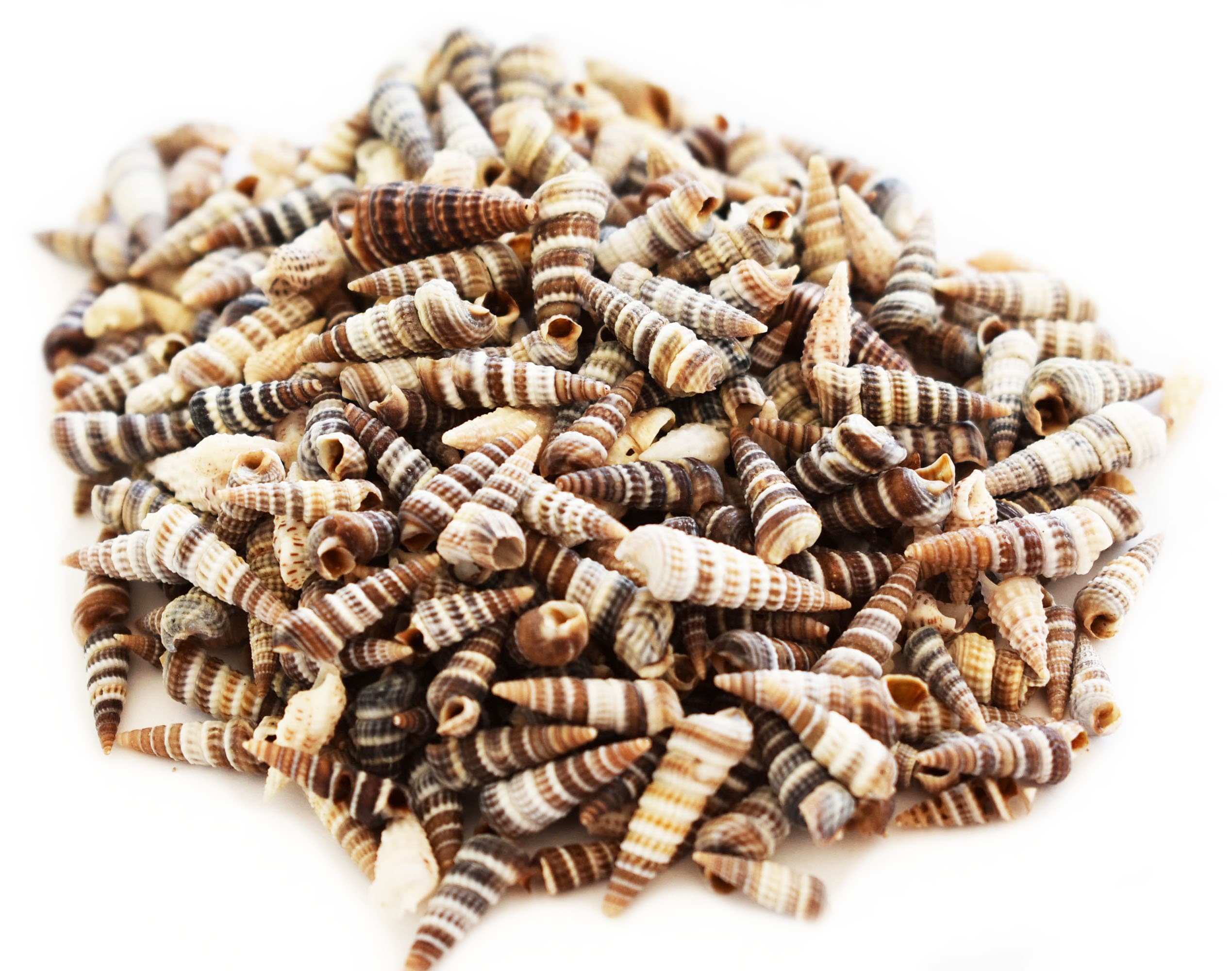4 Oz (about 1 Cup) Tiny Rhinoclavis (little Unicorn Horns) Shells (1/2 ...
