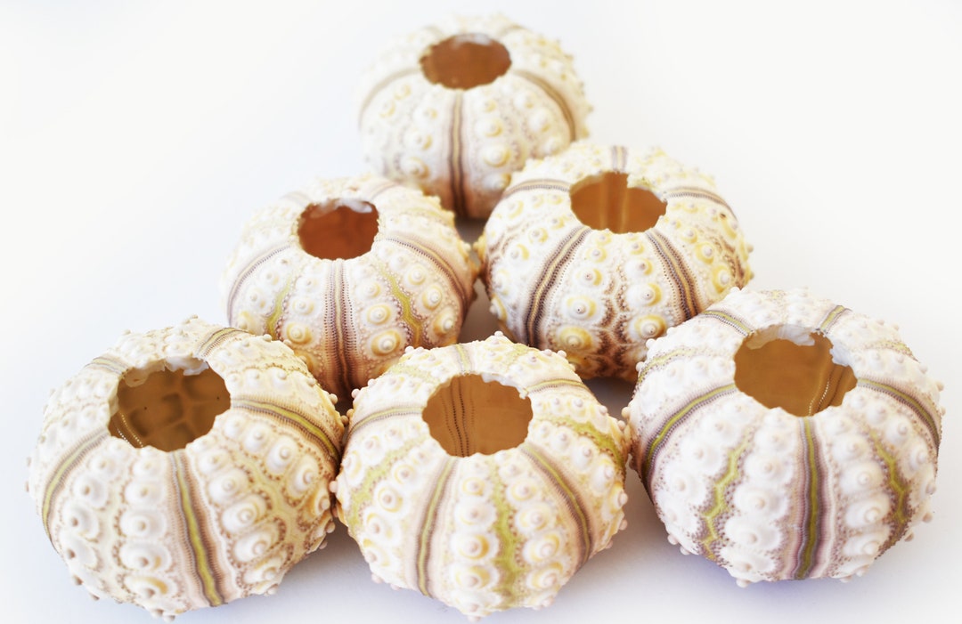 Set of 6 Small Sputnik Sea Urchin Shells (1 1/2" -2") Beach Crafts ...