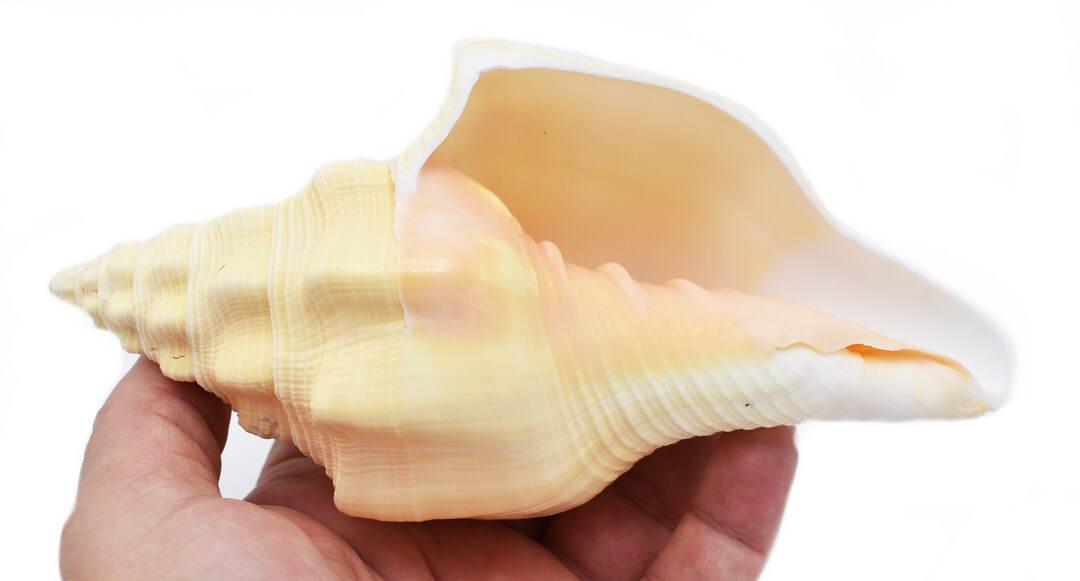 One X-large Natural cream/yellow Colored Chank Shell 6-7 divine Conch ...