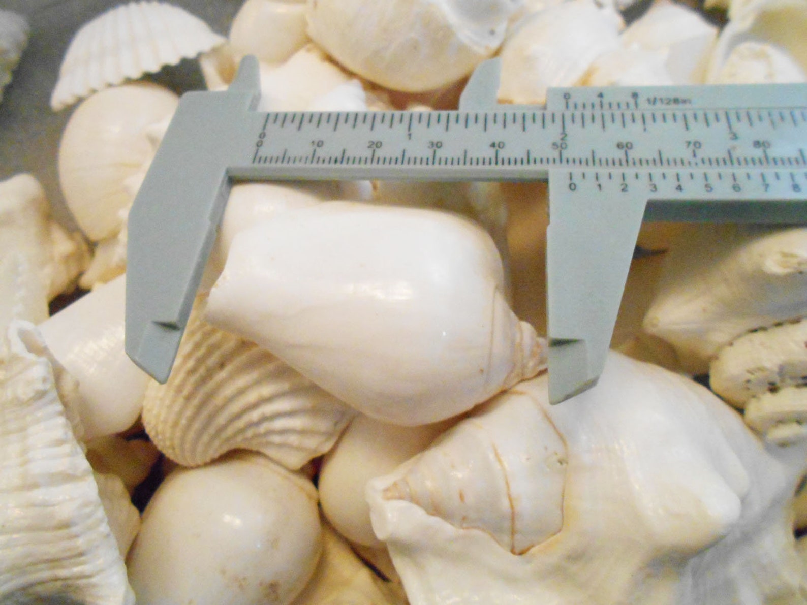 4 Lbs of Large White Seashells gallon / 100 Pcs Vase - Etsy