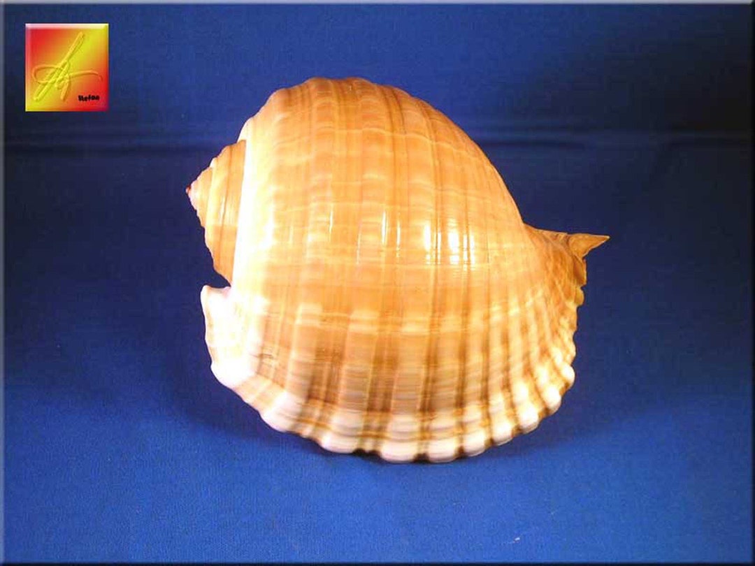 Large Tonna Cepa 5" Brown Tun Shell Seashell Beach Decor Coastal ...