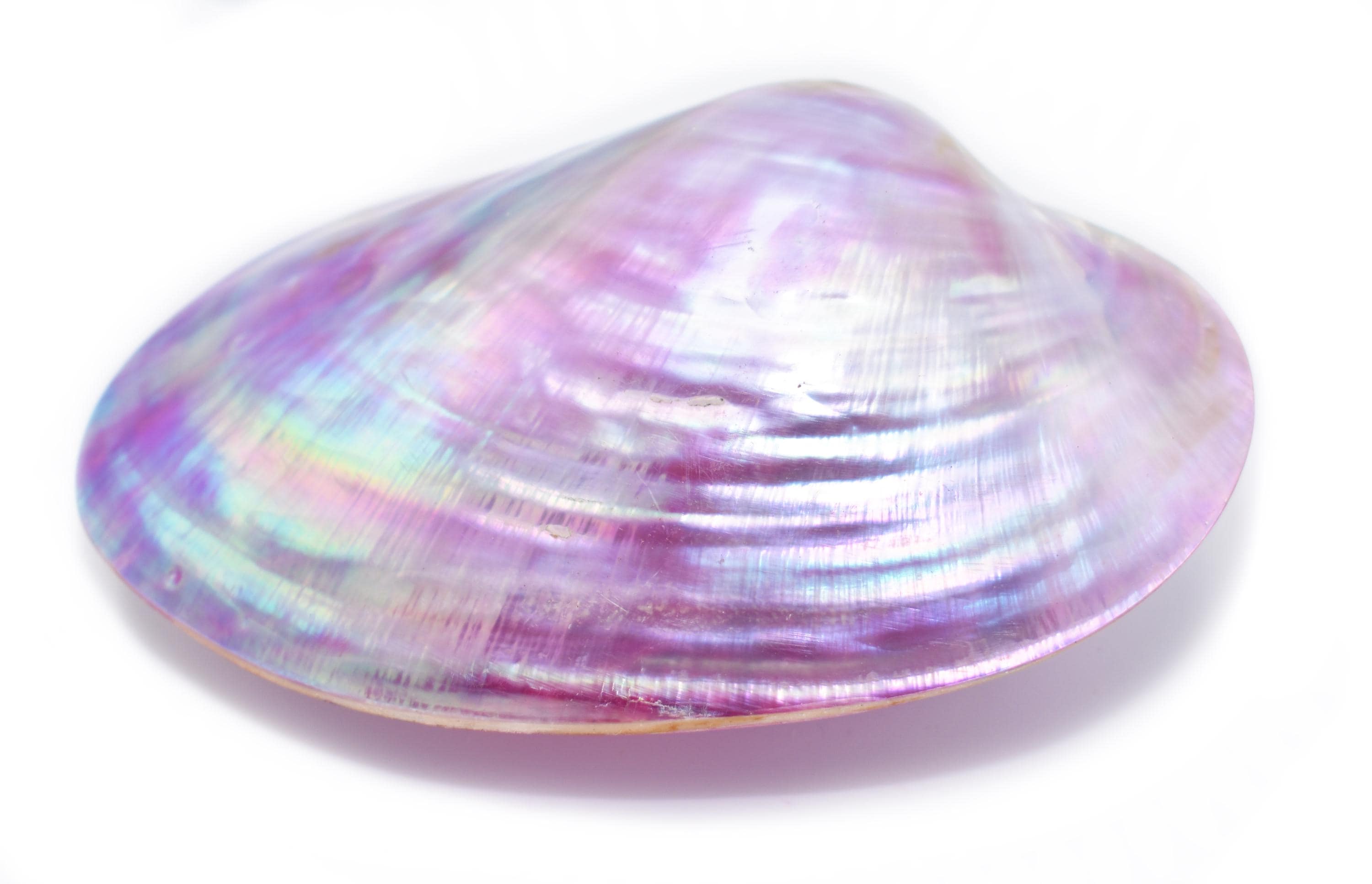 Set of 2: Dyed Purple Clam Shell (whole Shell) 4-5" Polished Seashell ...