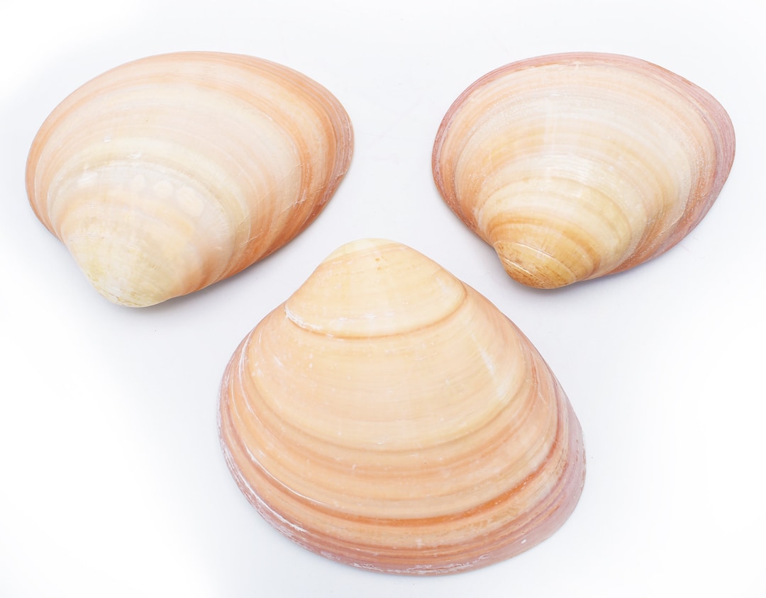 12-pack: Large Pink Quahog Clam Shell 4-5 Beach Crafts Decoupage ...