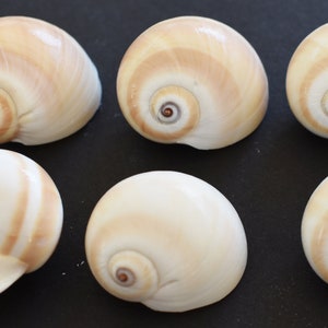 Set of 24 Shark Eye Moon Shells 1 1/2 2 Coastal Arts & Crafts, Hermit ...