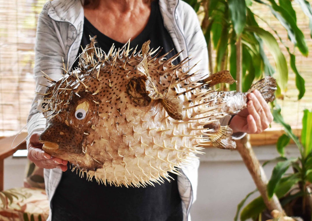 Beautiful Giant Dried Blowfish (porcupine Fish) 20" + Taxidermy ...
