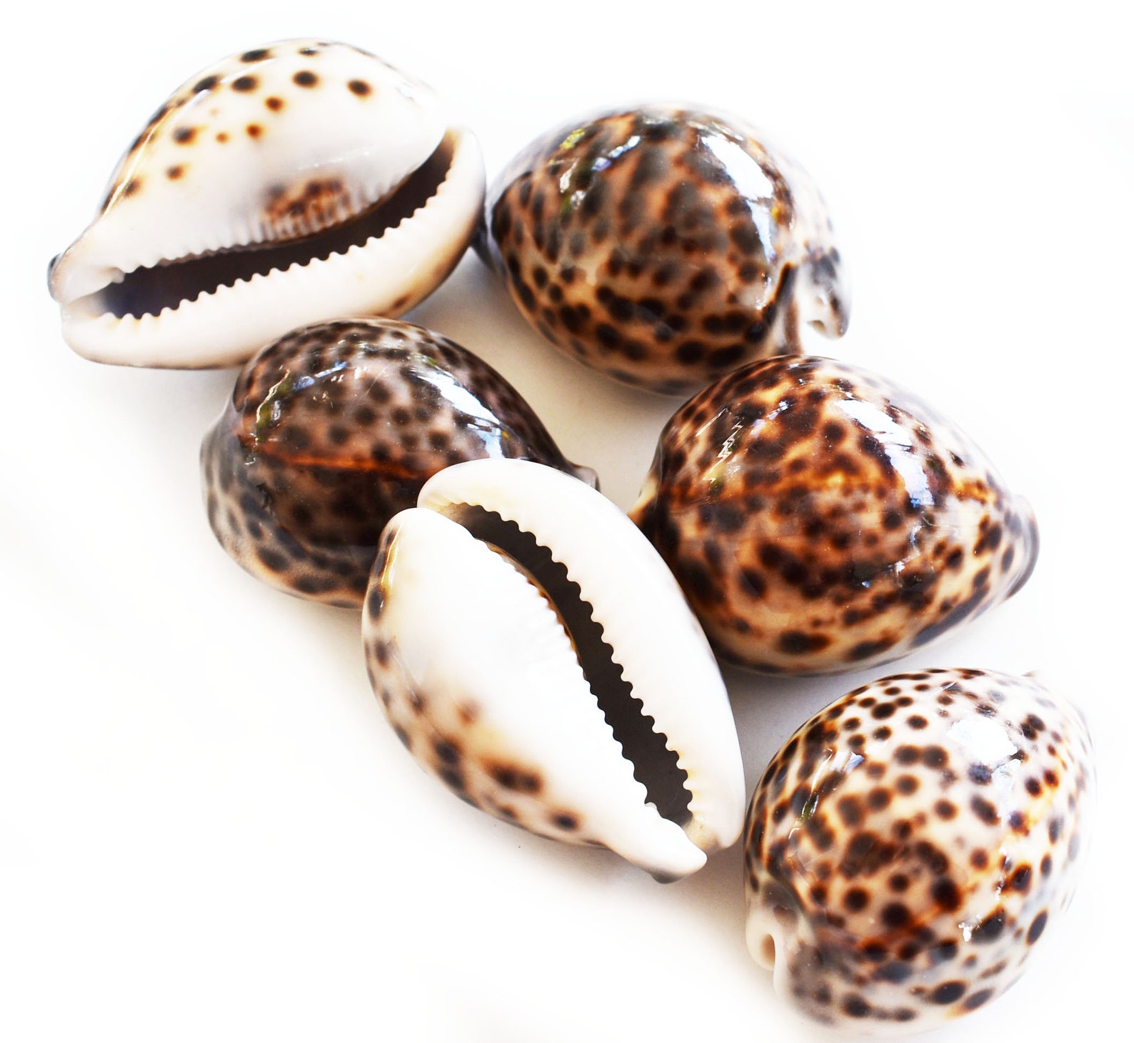 Set of 6: X- Large Tiger Cowrie Shell (cypraea Tigris) 3 1/2"+ Beach ...