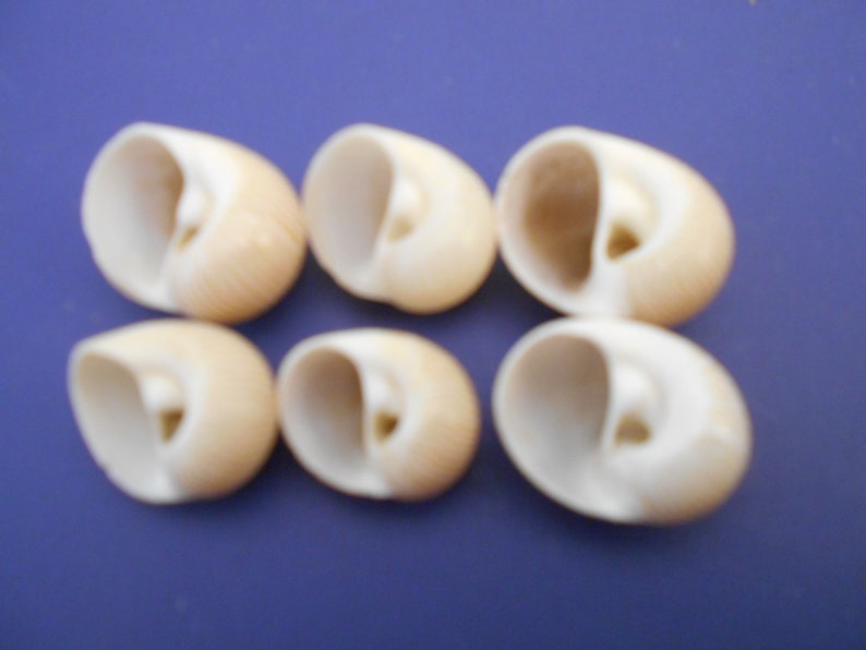 50 Small Nautica Lineata Shells 3/41 20-25mm - Etsy
