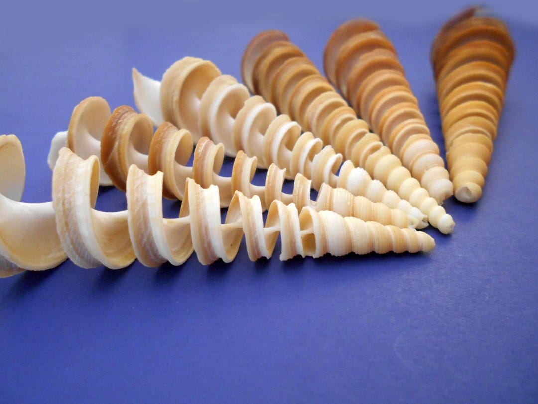 Set of 12 Large Spiral Cut Turretella Terebra Shells (2-3") Coastal ...