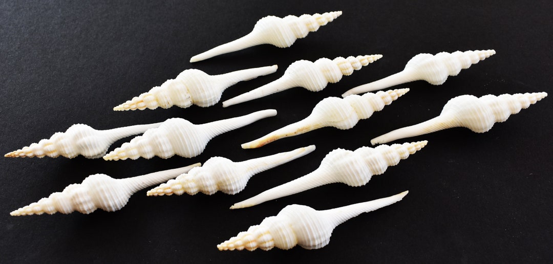 Set of 12 White Spindle Shells 3-4" Coastal Arts & Crafts, Beach ...