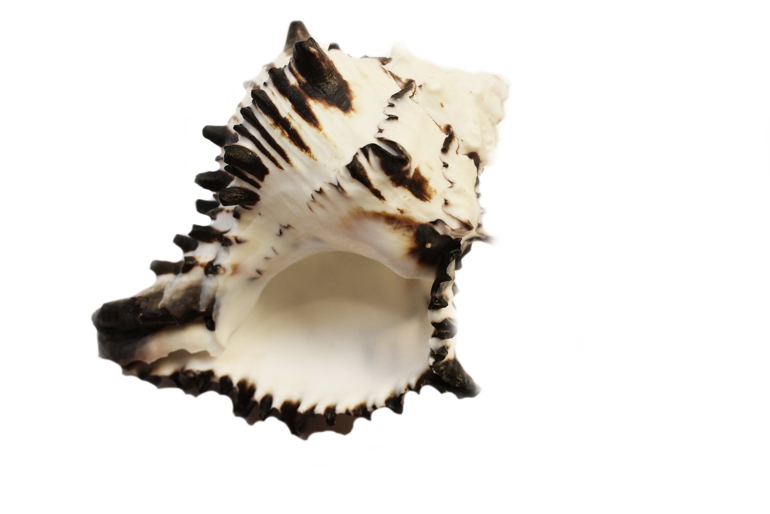 Black Murex Shell Small 3-4" Beach Wedding Crafts Decor Hermit Crab Air ...
