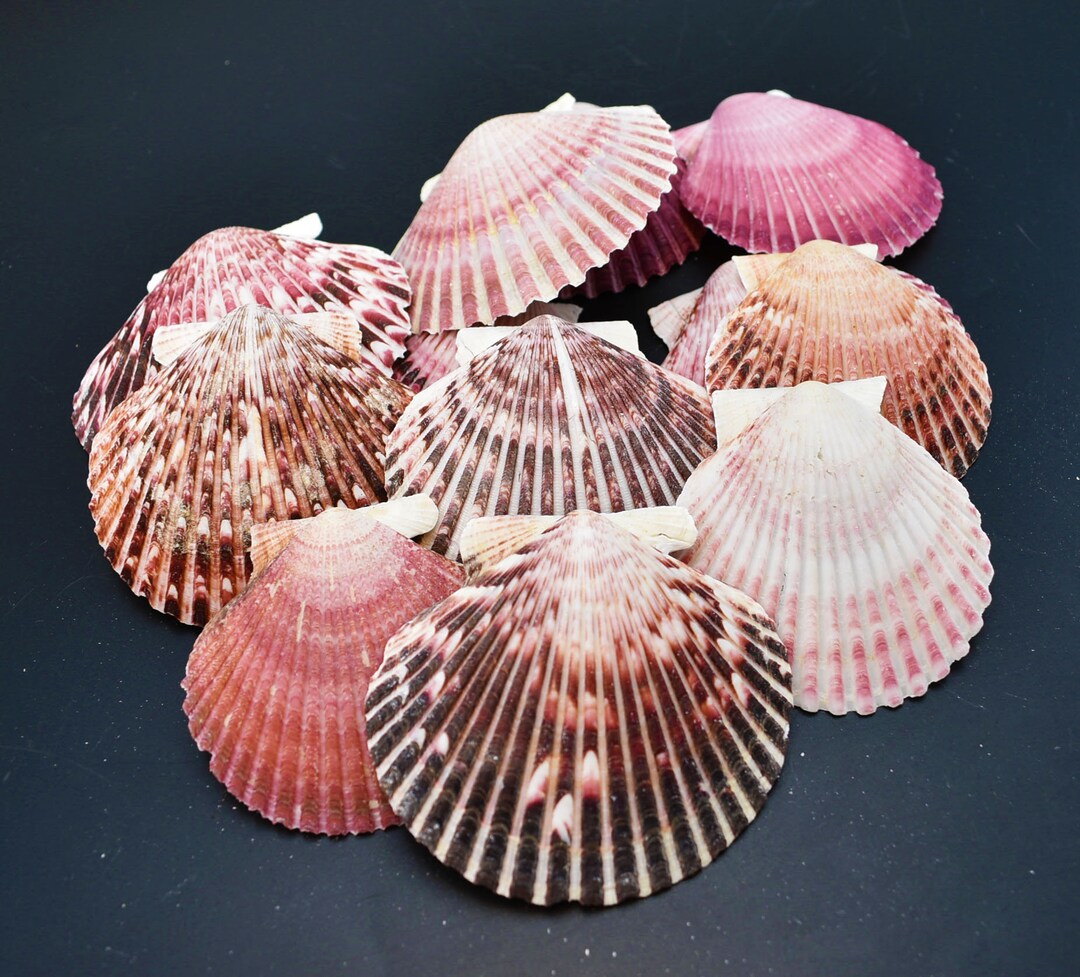 Set of 100 Purple Pecten Purpuratus Shells (2-3") Coastal Arts and ...