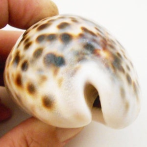 Set of 6: X- Large Tiger Cowrie Shell (cypraea Tigris) 3 1/2"+ Beach ...