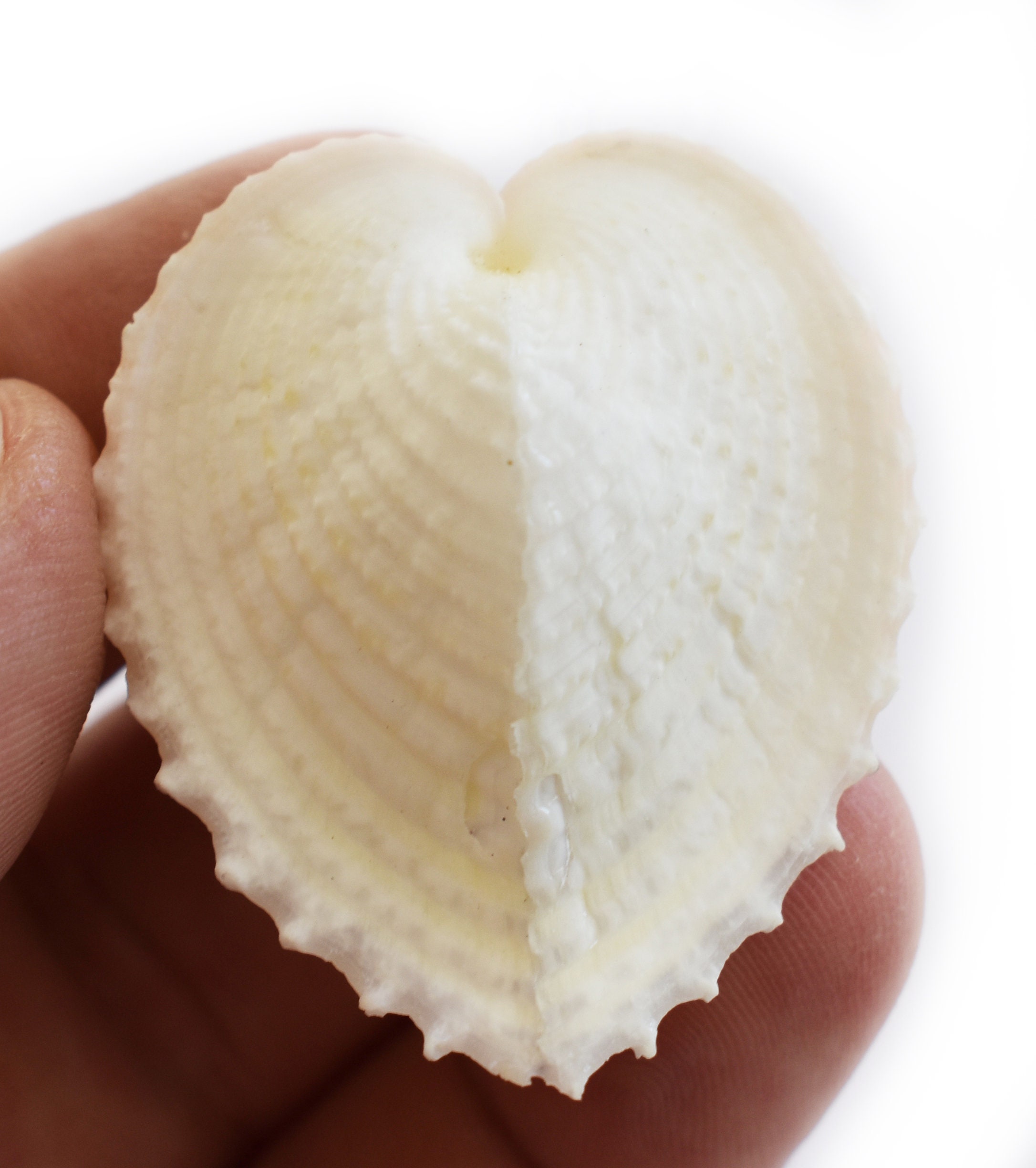 Set of 12 Beautiful Small White True Heart Cockle Shells | Etsy