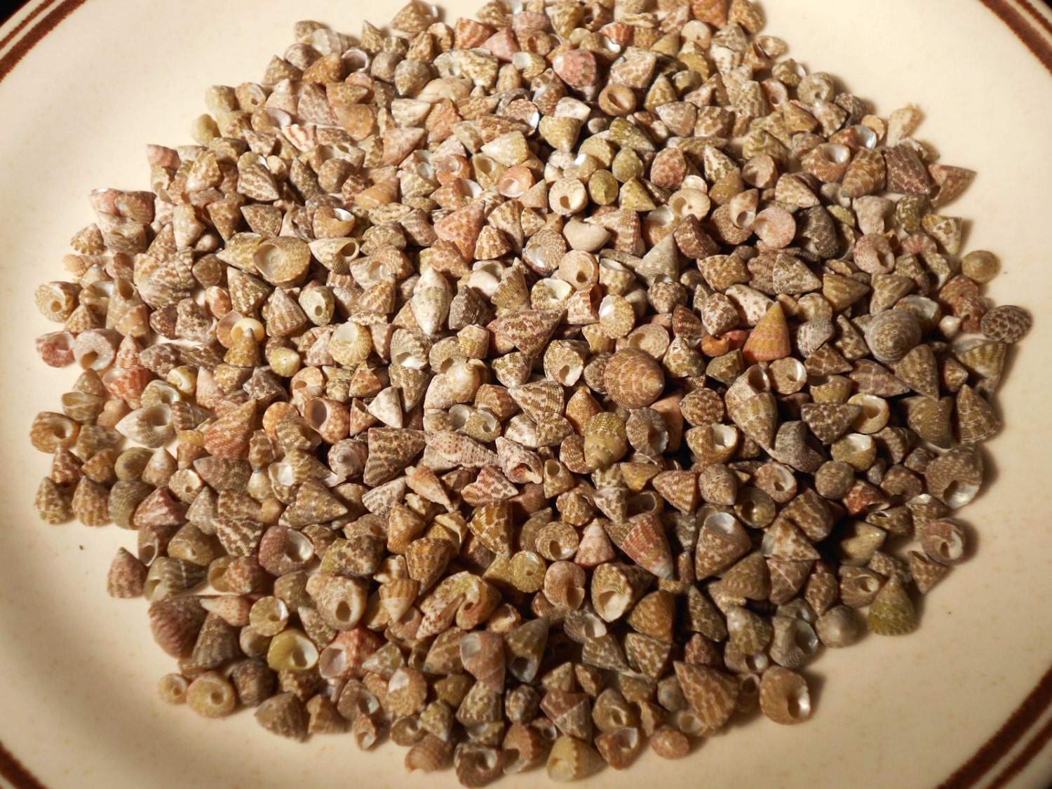1/4 Lb 1 Cup About 800 Shells Natural Top Shells Mini - Etsy