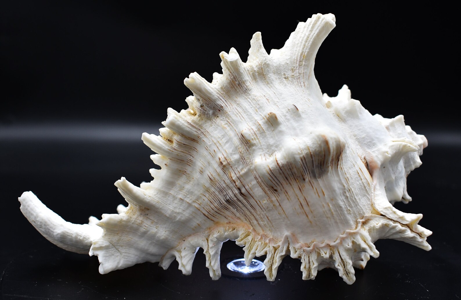 Giant Murex Ramosus Shell (8.5" X 6" X 5.5") Collectors Seashell One of ...