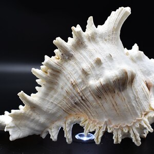 Giant Murex Ramosus Shell (8.5" X 6" X 5.5") Collectors Seashell One of ...