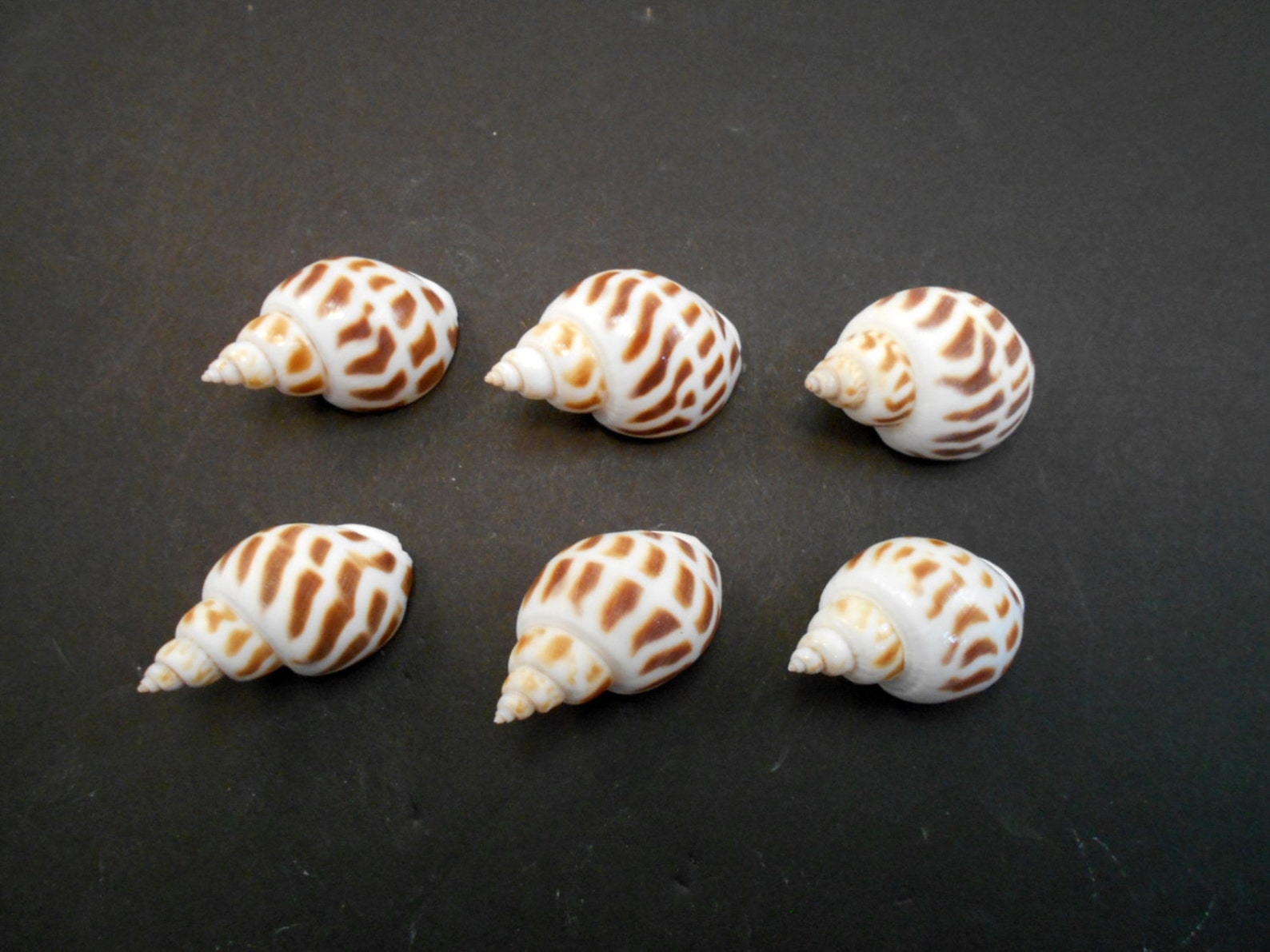 Set of 100 Babylonia Areolata Shells Seashells 1 1 - Etsy