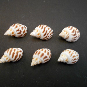 Set of 100 Babylonia Areolata Shells Seashells 1" - 1 1/2" for Crafts ...