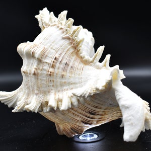 Giant Murex Ramosus Shell (8.5" X 6" X 5.5") Collectors Seashell One of ...
