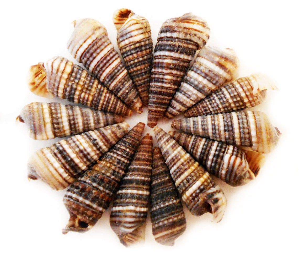 Set of 100 Tiny Cerithium Sulcata Shells 1/2-3/4 Beach | Etsy