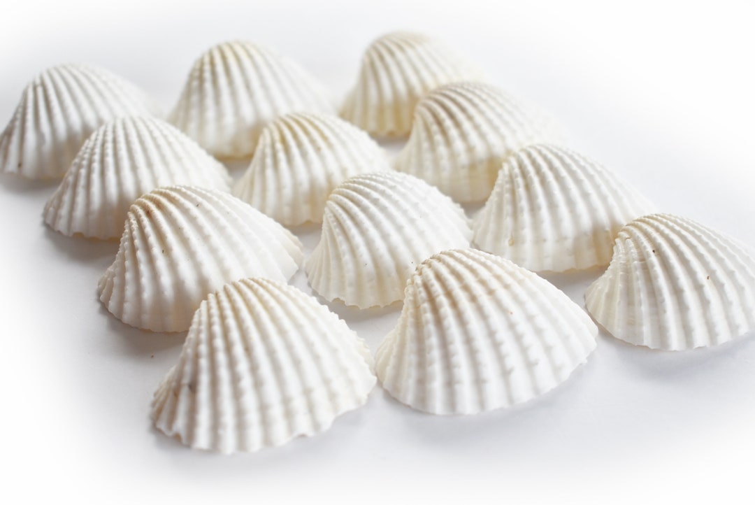 50 Beautiful Medium Large White Ark Shells (1.5-1.75") Beach Wedding ...