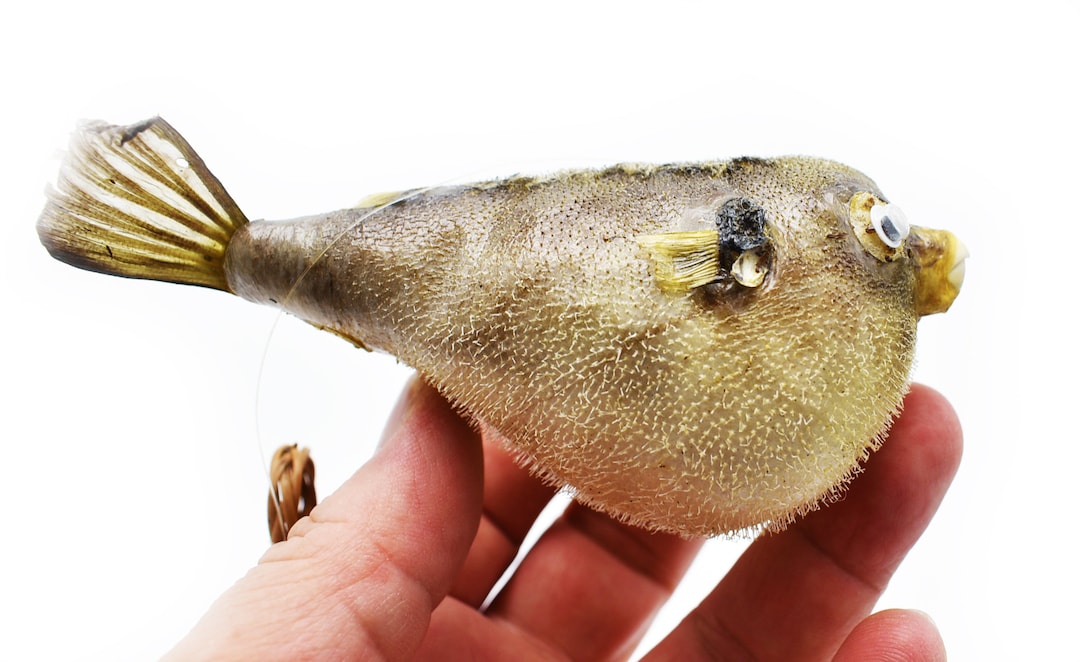 Beautiful Large Real Dried Blowfish 6" Taxidermy Nautical Unique - Etsy