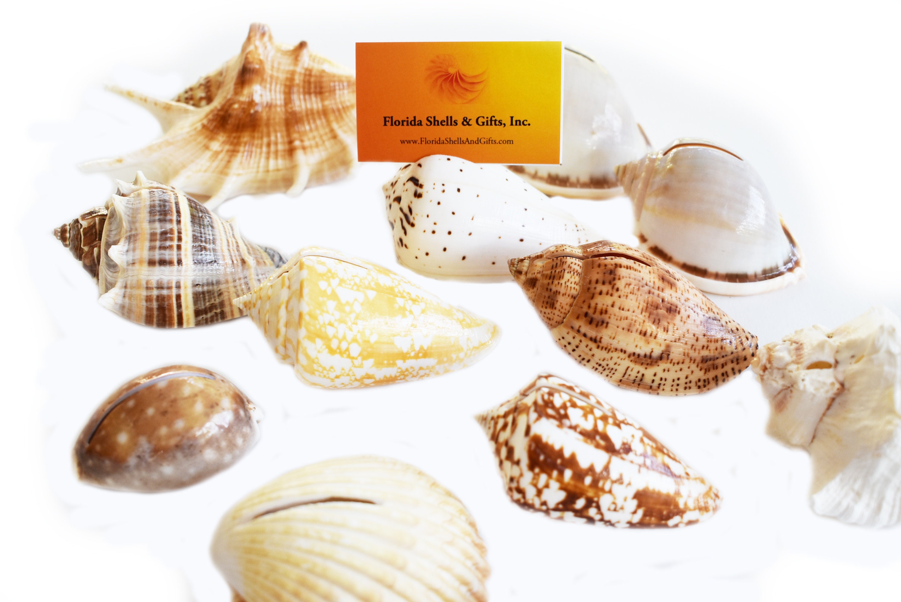 Set of 36 Tropical Seashell Place Card Holders Beach Wedding - Etsy