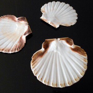 Set of 12 Large Irish Flat Scallops Shells Seashells 4"+ Crafts Beach ...