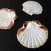 Set of 12 Large Irish Flat Scallops Shells Seashells 4"+ Crafts Beach Cottage - Etsy