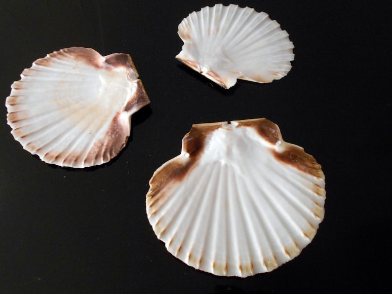 Set of 12 Large Irish Flat Scallops Shells Seashells 4 - Etsy