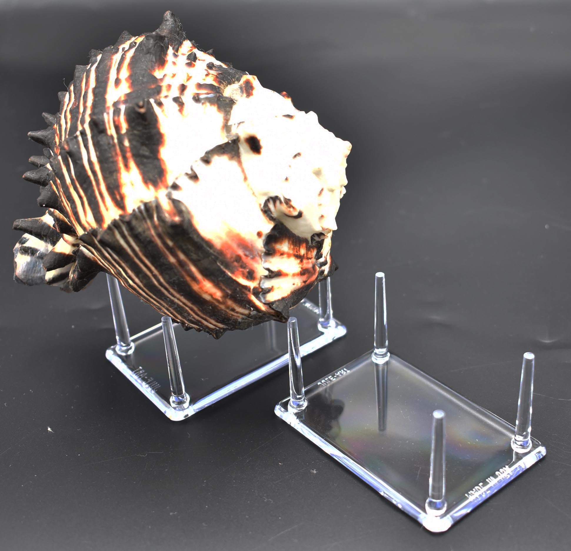 4 Prong Display Table Stand 2.5 X 3.5 for Seashells - Etsy