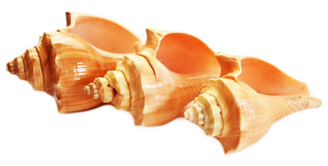 Set of 3 Melon Conch Shells: Natural Seashells, Hermit Crab Habitat ...