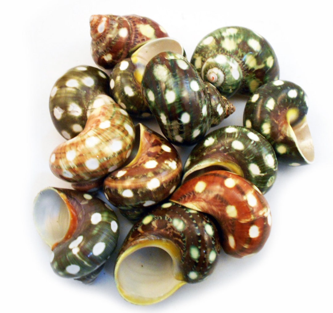12-pack: Rare Spotted Turbo Shells (1.5-2") Small Hermit Crab Aquarium ...