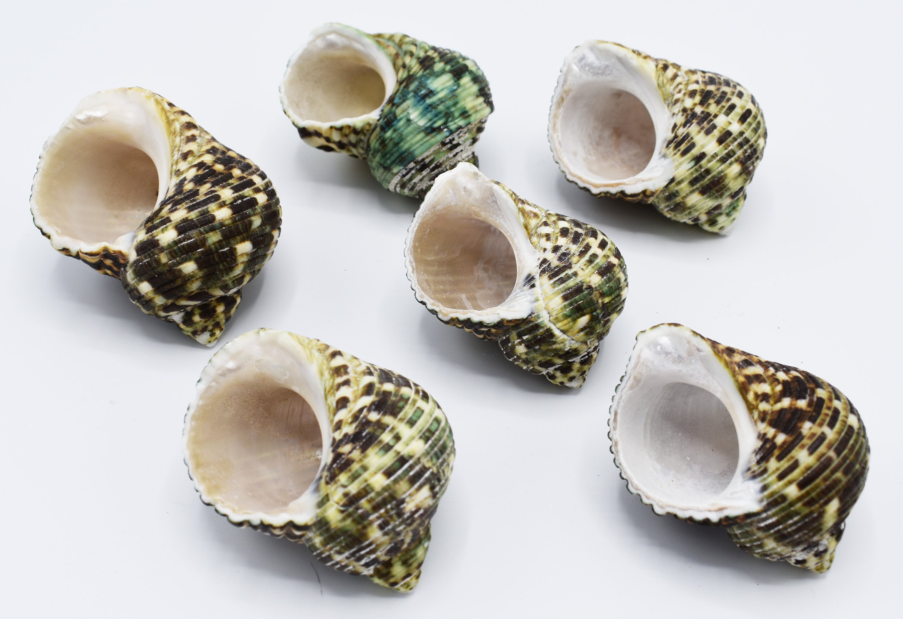 Hermit Crab Shell Set 6 Large Turbo Changing Shells Size 2-2 - Etsy