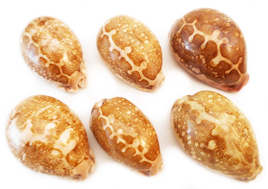6 Pack: Map Cowrie Shell (cypraea Mappa) 2 1/2" Beach Crafts Nautical ...