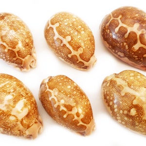 6 Pack: Map Cowrie Shell (cypraea Mappa) 2 1/2" Beach Crafts Nautical ...