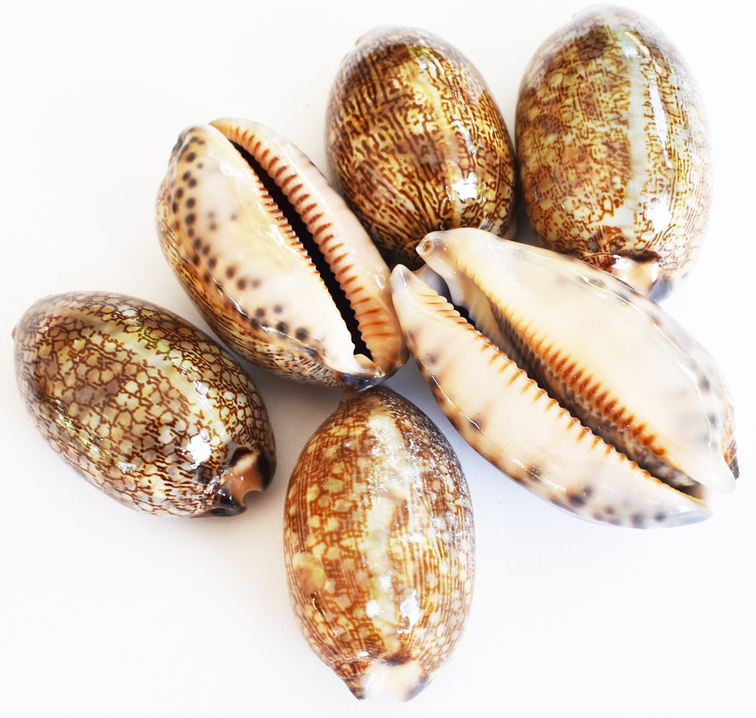 Set of 6 Arabica Cowrie Shells cypraea Arabica About 2 - Etsy