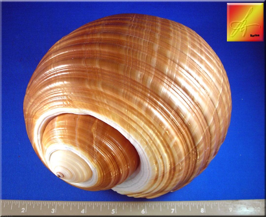 Giant Tun Shell Seashell (about 8"+) Tonna Galea Beach Crafts Planting ...