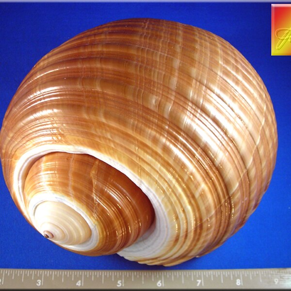 Giant Seashell Party Decor - Etsy