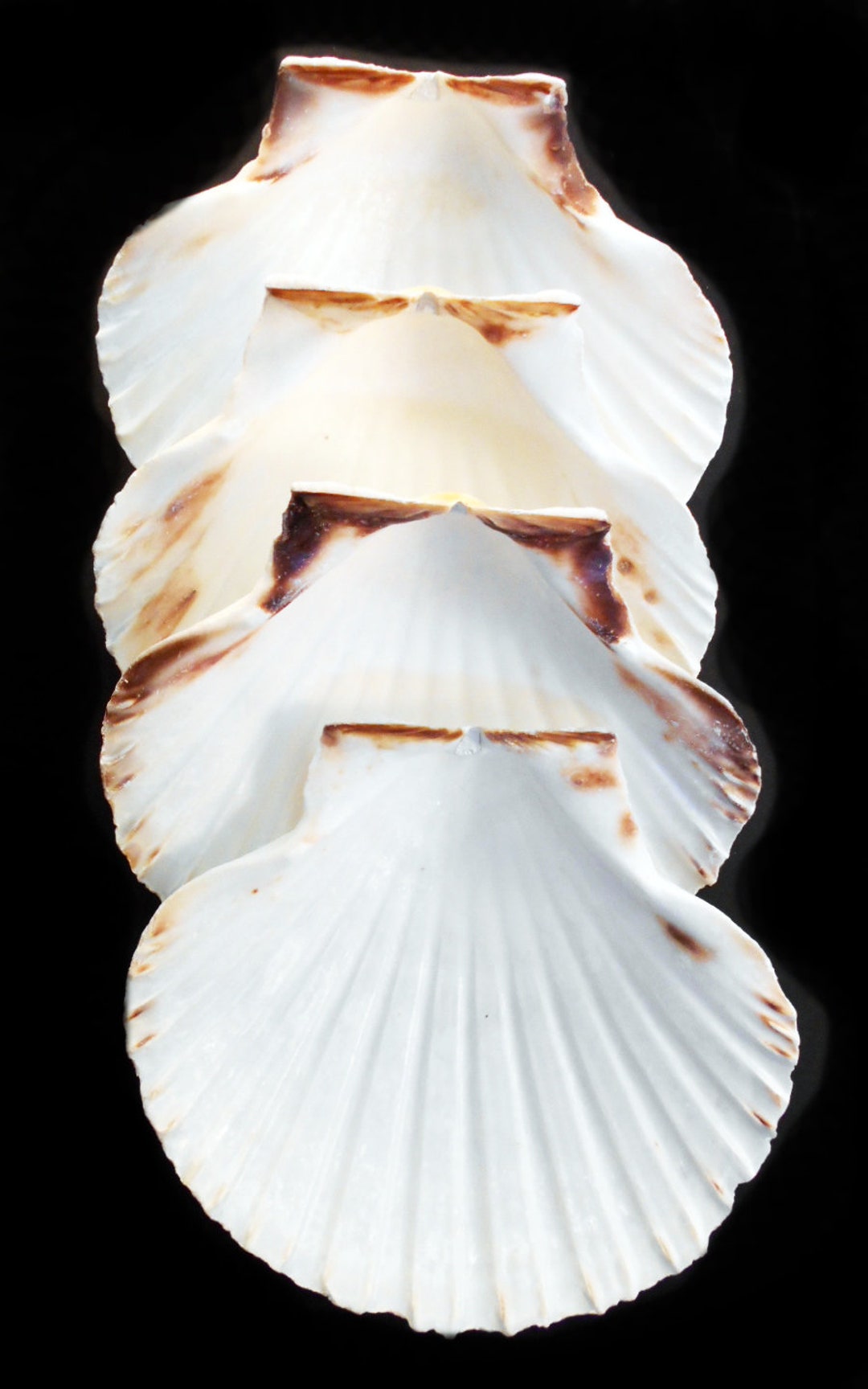 6 Large Real Irish Baking Scallop Shells (4 - 4 3/8") Restaurant ...
