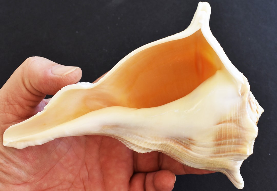 X-large "left Handed" Lightning Whelk Shell (7") Seashell Beach Decor ...