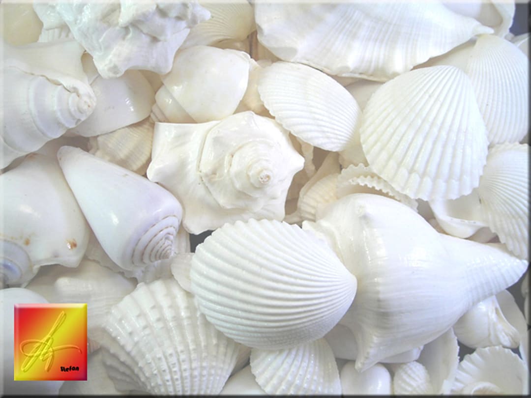 10 Lbs Mega Pack - Large White Wedding Shell Mix - Vase Filling, Beach ...