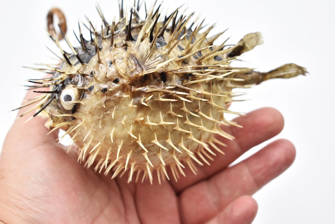 Beautiful Real Dried Blowfish (porcupine Fish) 5-7" Taxidermy Nautical ...