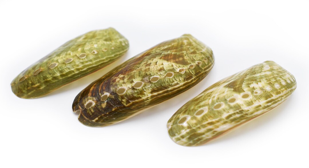 Set of 3 Polished Green Abalone Shells 2.5-3" / 65-77 Mm (haliotis ...