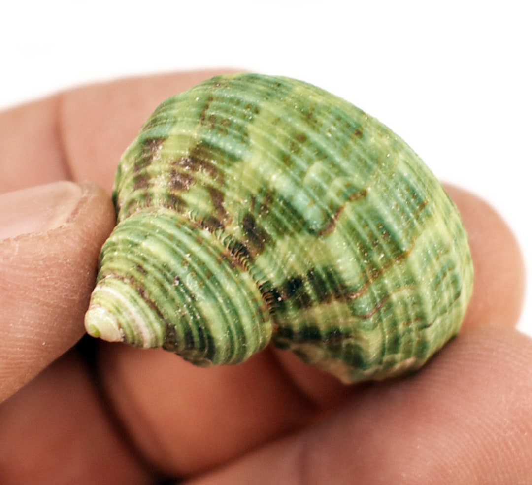 Set of 12 Small Natural Green Turbo Shells (size 3/4"-1.25"/ Open. 1/2 ...