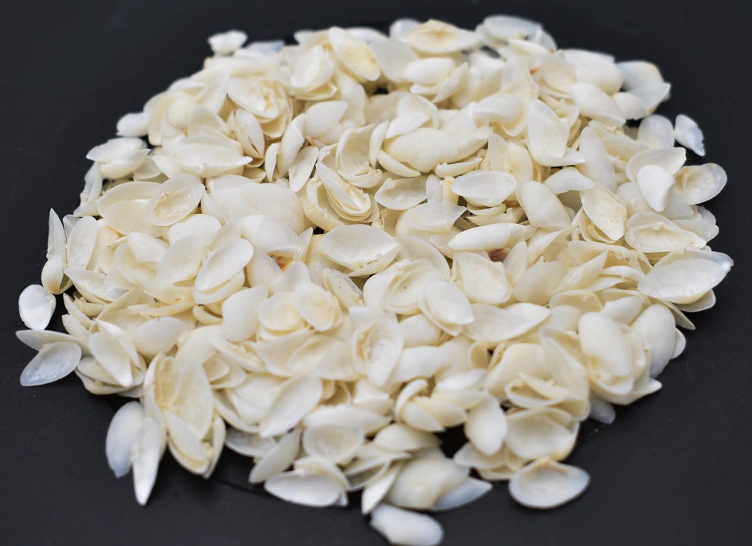 4 Oz Sampler (about 700) Tiny White Coquina Micro Shells (about 1/4 ...