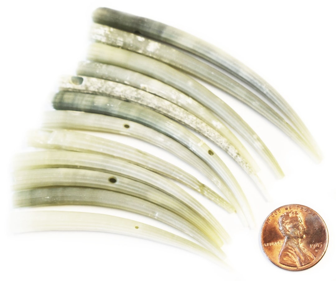 Set of 50 Hand Selected Green Tusk Shells (2 1/4" - 2 3/4") Rare, Large ...