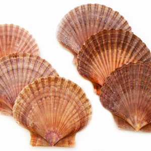 100 Mexican Flat Scallop Shells Seashells Large 3" Crafts Coastal Beach ...