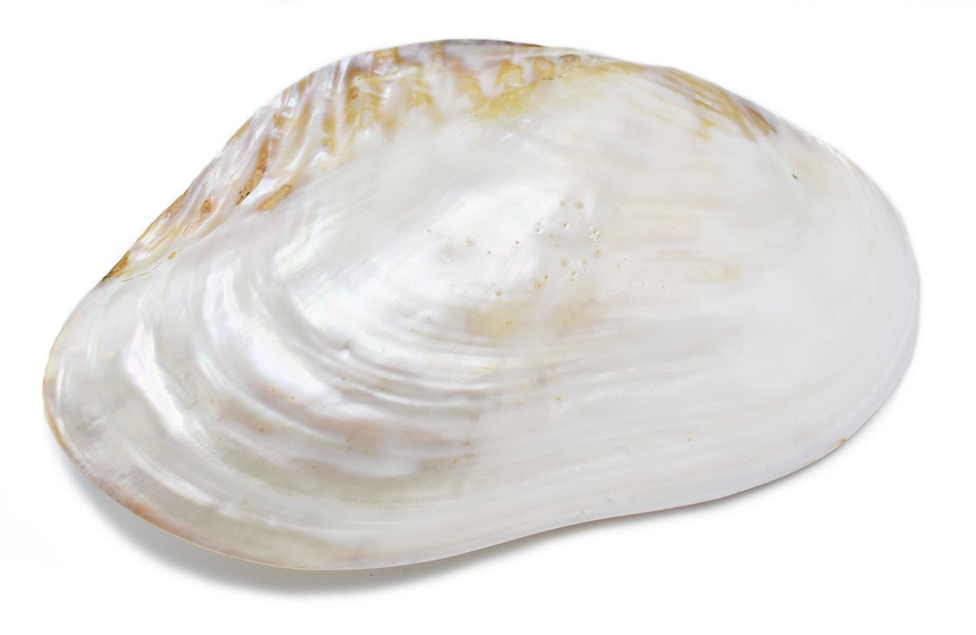 One X-large Polished Cebu Clam (pair/whole Shell) 8-9" Coastal ...